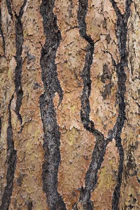 Pine Tree Bark Stock Image F037 4641 Science Photo Library