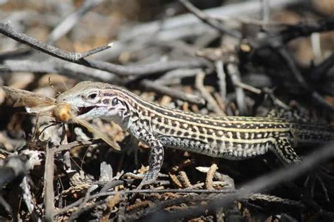 Stress Eating Lizards Noise Pollution Drives Colorado Checkered