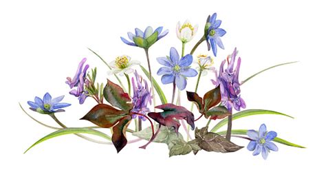 봄 숲의 꽃 흰색 말미잘 앵초 보라색 Corydalis 완두콩 등갈퀴나물 난초 푸른 Hepatica 물망초 수채화로 그린 고립 된 식물 그림 플로리스트 숍 웨딩 문구 0명에