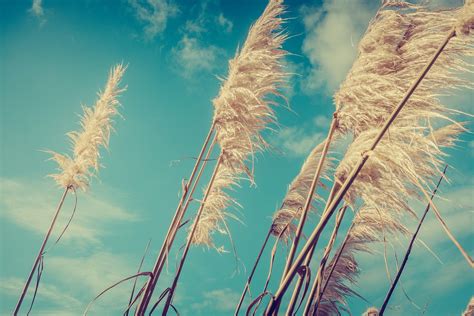 Pampas Grass Desktop Wallpapers Phone Wallpaper Pfp S And More