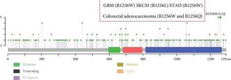 Mutation Feature Of Setdb1 In Different Tumors Of Tcga A Summary Of