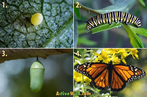 Monarch Butterfly Life Cycle Egg Rethinking Monarchs Does The Beloved
