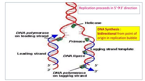 Prokaryotic And Eukaryotic Dna Replication With Their Clinical Applications Pdf