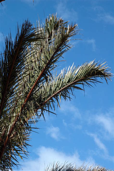 Raphia Australis Arecaceae