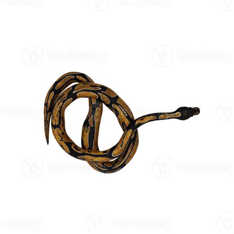 3d Burmese Python 22308362 Png