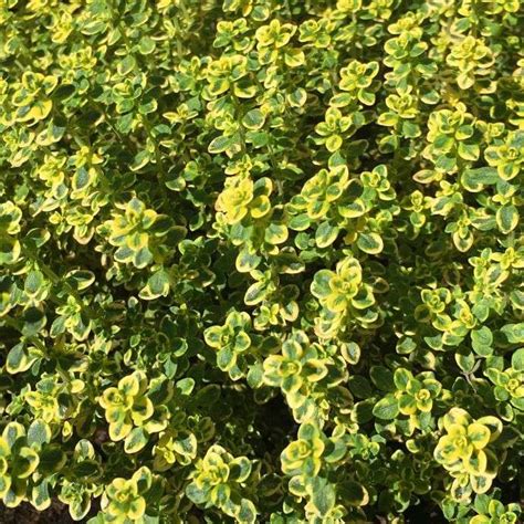 Creeping Lemon Thyme 9cmpt Greenhouse To Garden