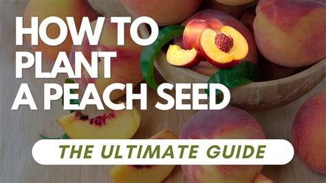 How To Grow A Peach From A Seed The Tube