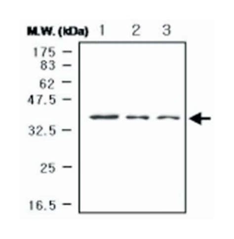 Anti Mapk14 Antibody 100ul
