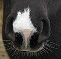 Whiskers Wikipedia