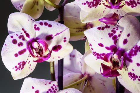 The Best Partial Shade Plants Partial Sun Plants With Photos