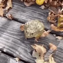 Animated Jumping Frog S Tenor