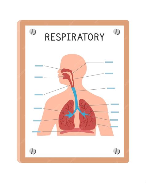 Premium Vector Human Respiratory System Poster Clipart Cartoon Style