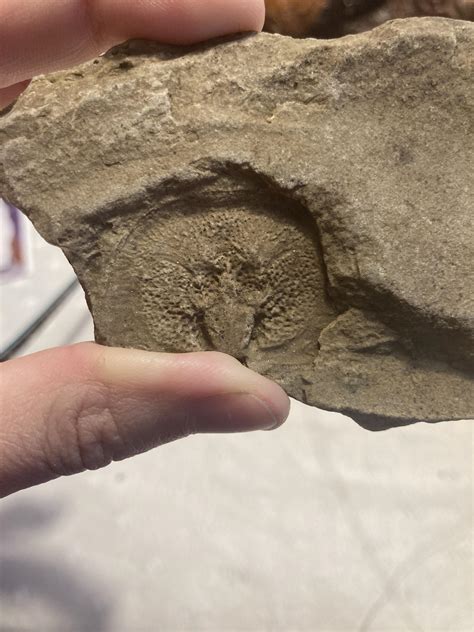 Any Idea What Fossil This Could Be Found In Upstate New York R Fossilid