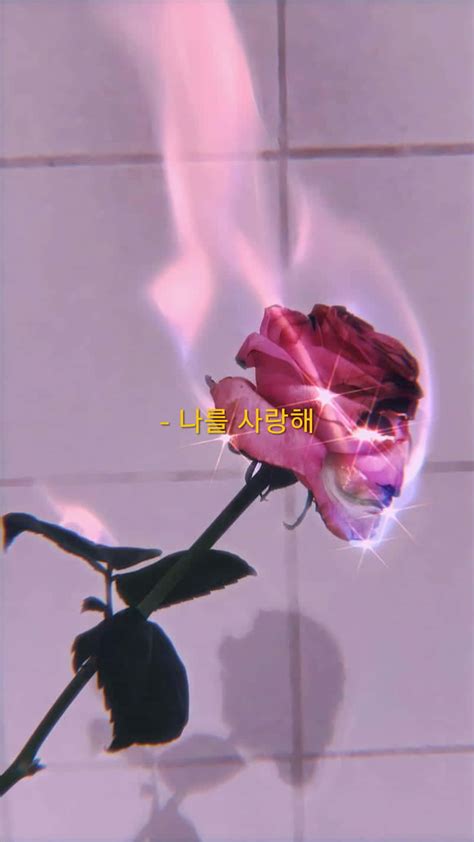 800 Cute Aesthetic Pictures