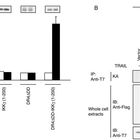 A Model Of Tnf Induced Activation Of The Ikk Complex Via Download Scientific Diagram