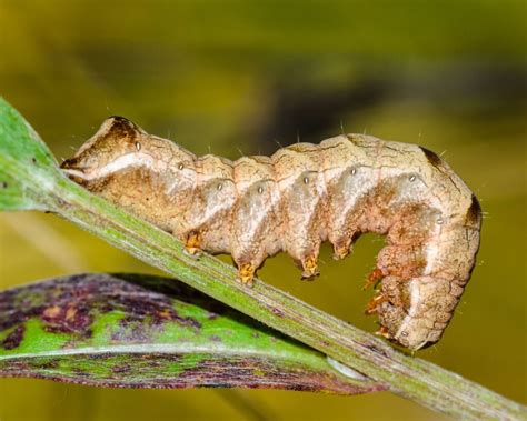 10 Worst Garden Pests Identification And Remedies Complete Gardening