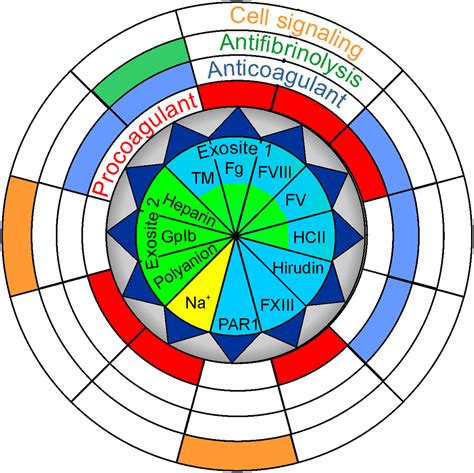 Exosite Crosstalk In Thrombin Journal Of Thrombosis And Haemostasis