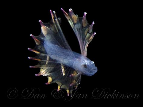 Spiderfishes Bathypterois Spp The Australian Museum