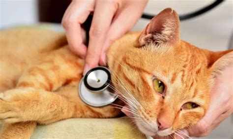 Cat Pneumonia Symptoms Survival Rate And Life Saving Treatment Guide