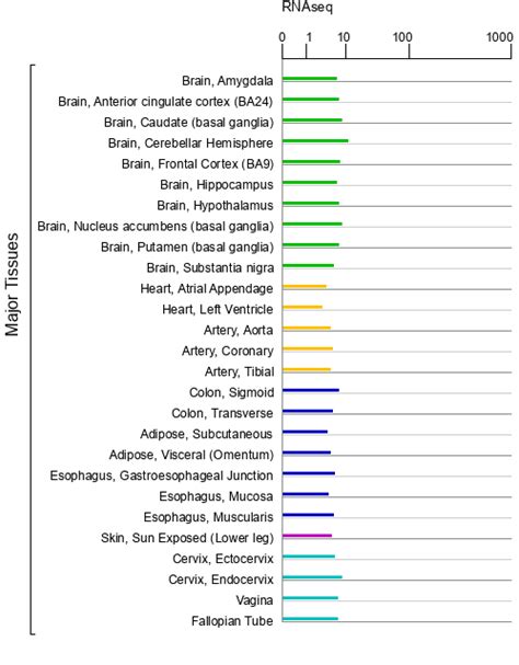 Slc7a9 Gene Genecards Bat1 Protein Bat1 Antibody