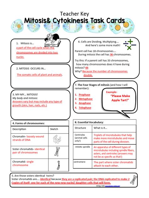 Mitosis And Cytokinesis Overview Pdf Mitosis Cell Biology