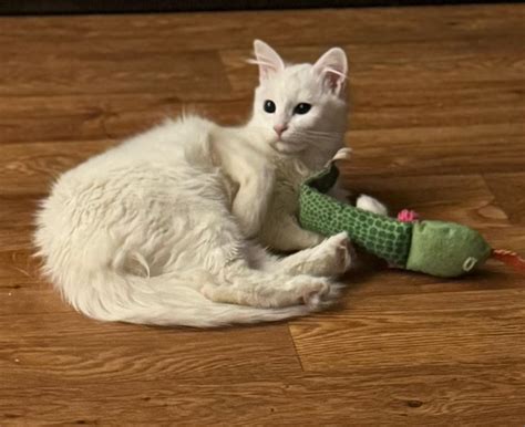 Nova Clear Creek Cat Rescue