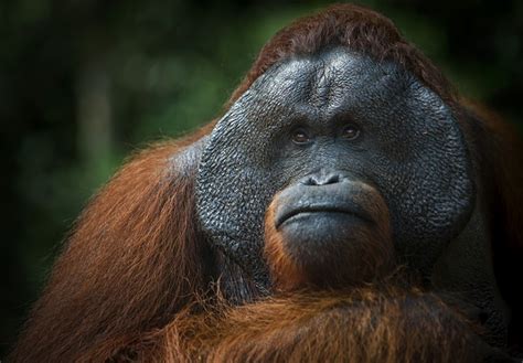 848830 Orangutan Monkeys Glance Rare Gallery Hd Wallpapers