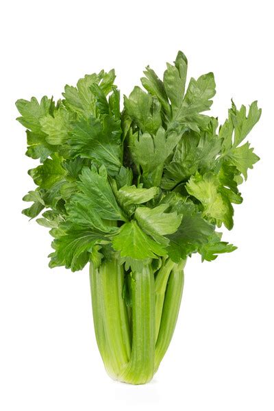Gimli Rz F1 Rijk Zwaan Seeds Mini Celery Rijk Zwaan Australia