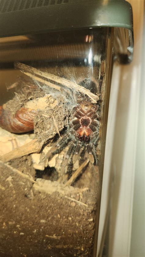 Ventral Sex My T Khalenbergi R Tarantulas