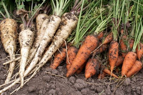 Parsnips Varieties Growing And Harvesting Plantura