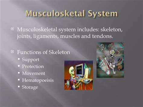 The Musculoskeletal System Ppt