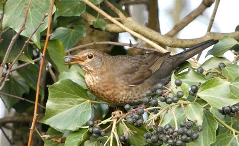 Comment Distinguer Une Merlette Dune Grive