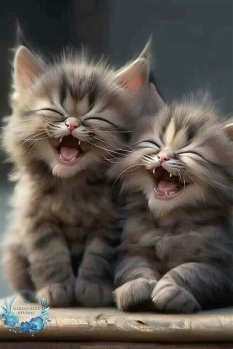 Épinglé Par Henrietta Mcgrath Sur Cutest Cats 🐈 Photo De Chaton