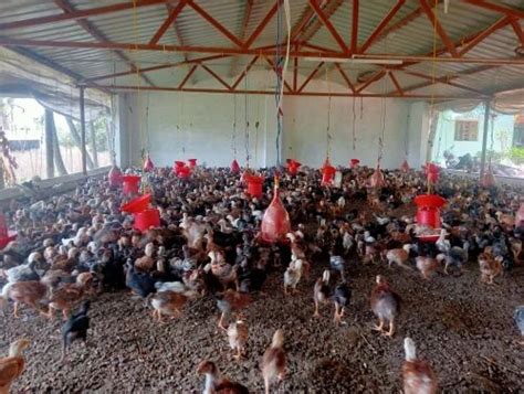 Ameriflower Brown Giriraja Chicks 25 Days At Rs 50piece In Dharmapuri