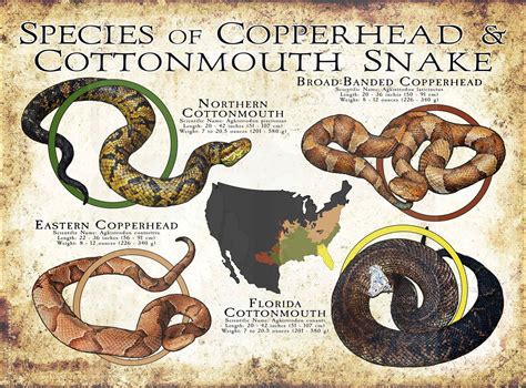 Species Of Copperhead And Cottonmouth Poster Print