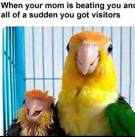 Bird Meme Guy