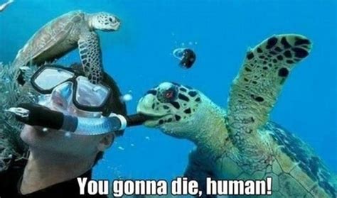 30 Funny Animal Captions Part 13 30 Pics Amazing Creatures
