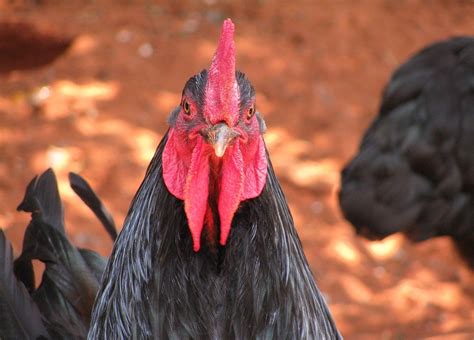 Roosterblackcockchickenbirds Free Image From