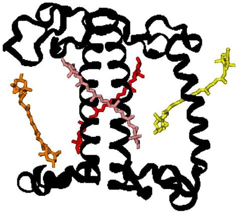 Xanthophyll Cycle What Is Xanthophyll Meaning Types Cycle