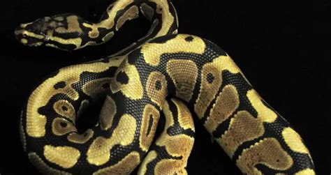 Spotnose Ball Python Genetics History And Pictures Beyond The Treat