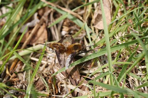 Bee Fly Mating Pair Photo WP