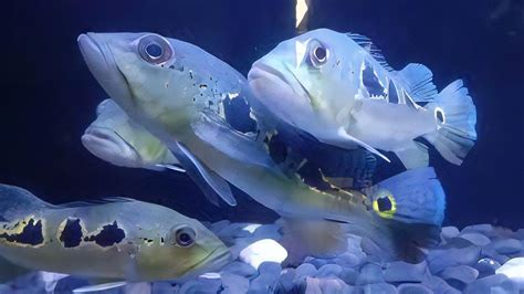 Assorted Peacock Bass Cichla 5cm Sims Tropical Fish Tropical Fish