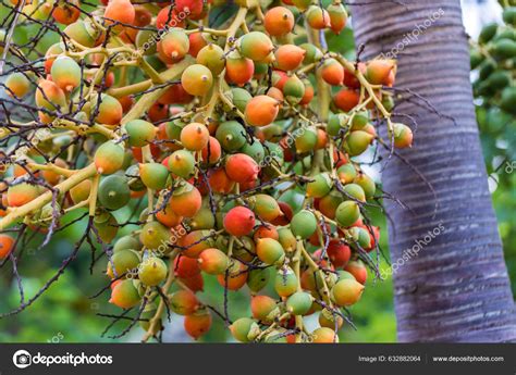 Betel Nut Fruit
