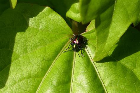 Red Beetle Acrothinium Free Photo On Pixabay Pixabay