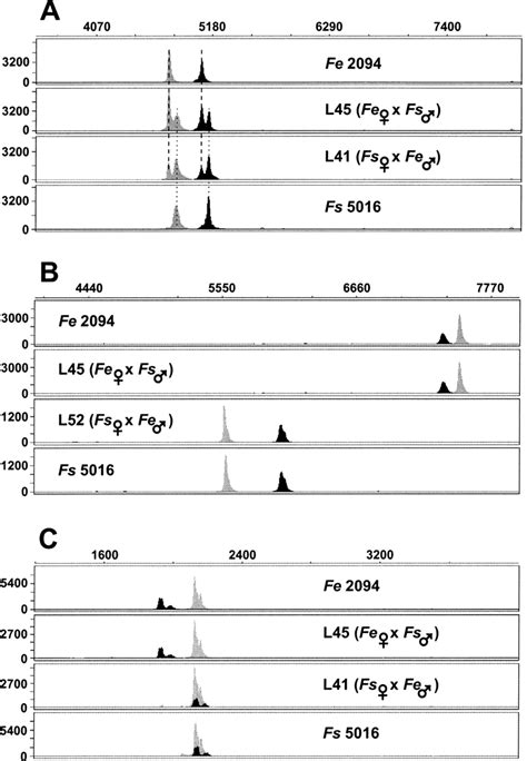 Hybrid Inheritance Patterns Based On Singlestrand Conformation Download Scientific Diagram