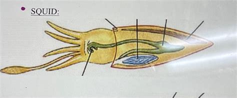 Solved Put Down What Is Missing For The Squid Diagram