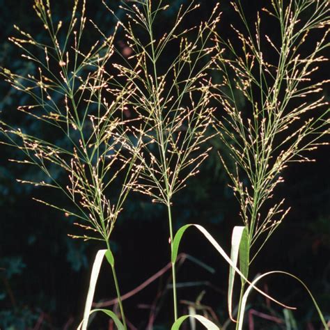 Panicum Virgatum Blue Thumb