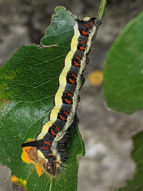 Pear Rust The Potwell Inn