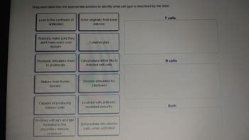 Answered Drag Each Label Into The Appropriate Position To Identify What Cell Type Is Described