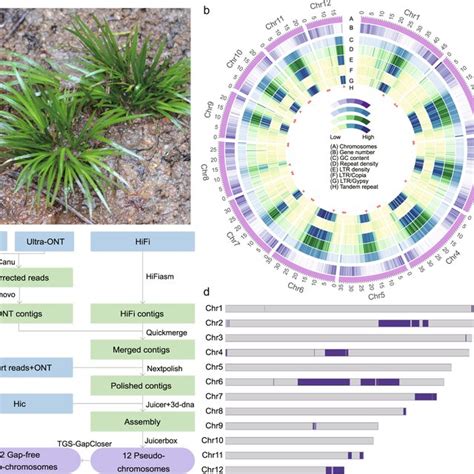 Pdf The Genome Of Acorus Deciphers Insights Into Early Monocot Evolution